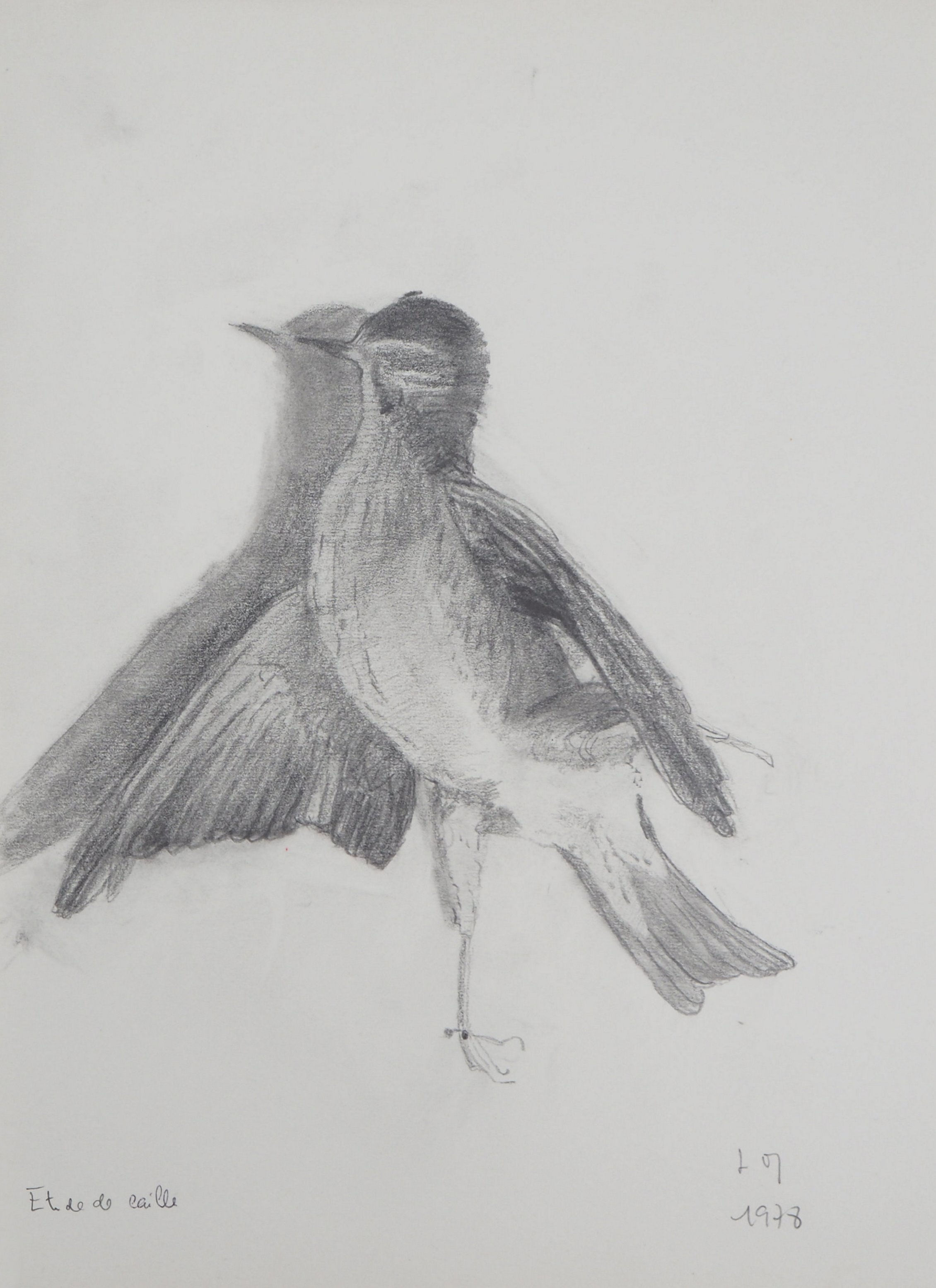 Lily MASSON : Etude de caille, 1978 - Dessin au crayon original signé ...